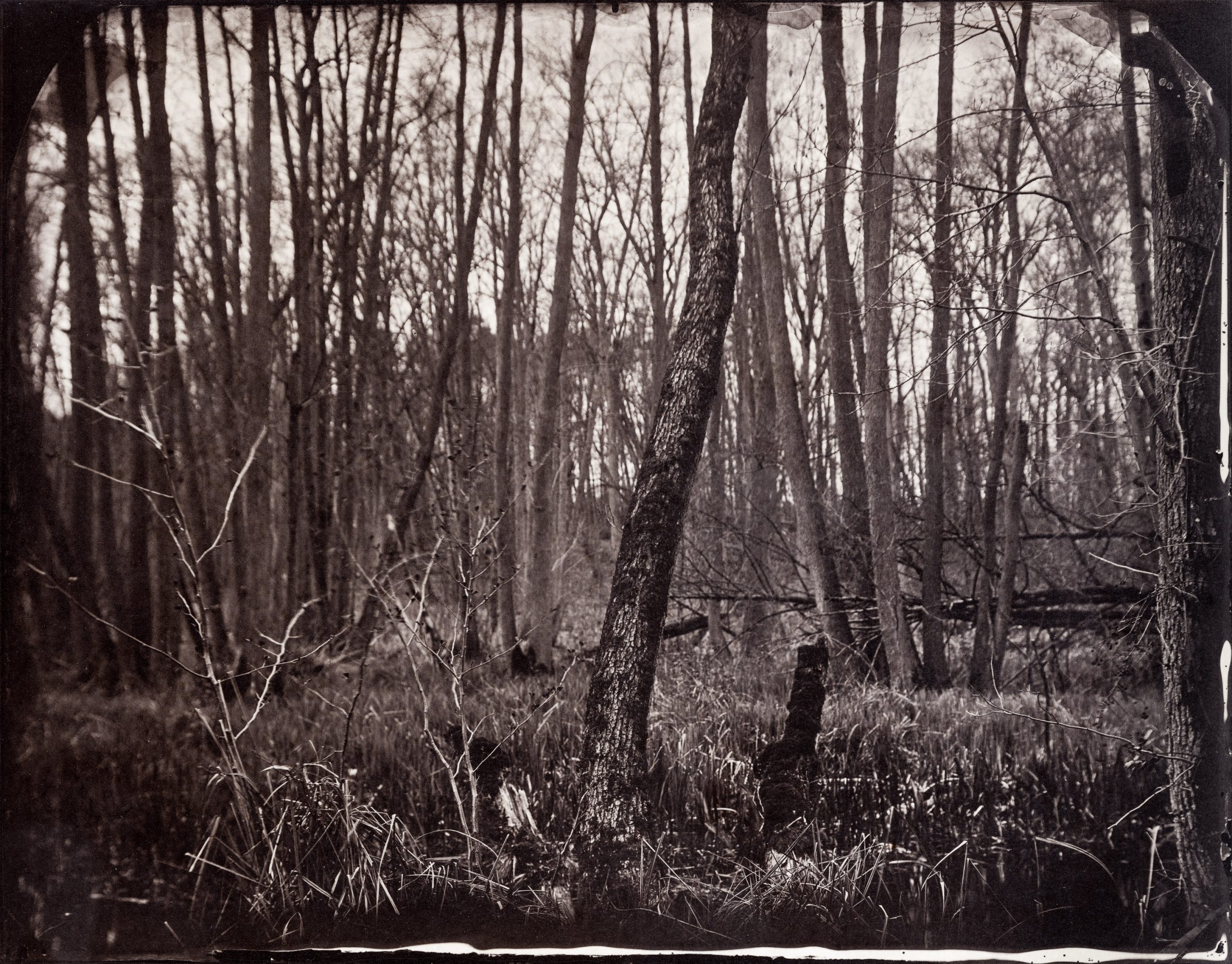 holocene - Maximilian Zeitler - Wet Plate Collodion Photography